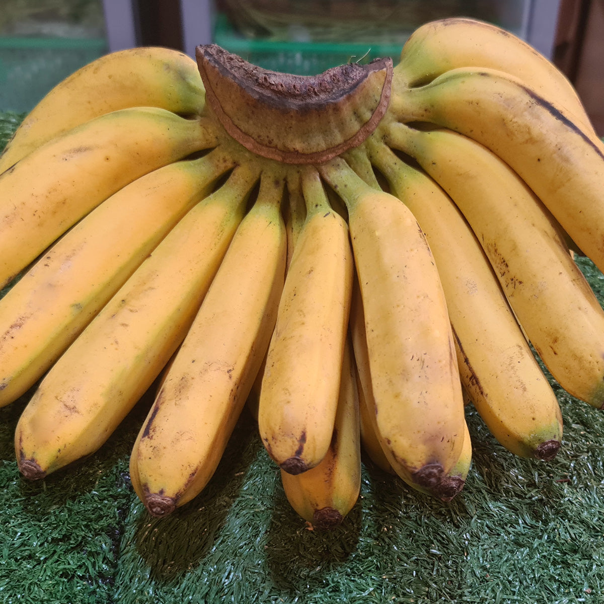 Fruit: Banana (Latundan) – Fresh Deli PH